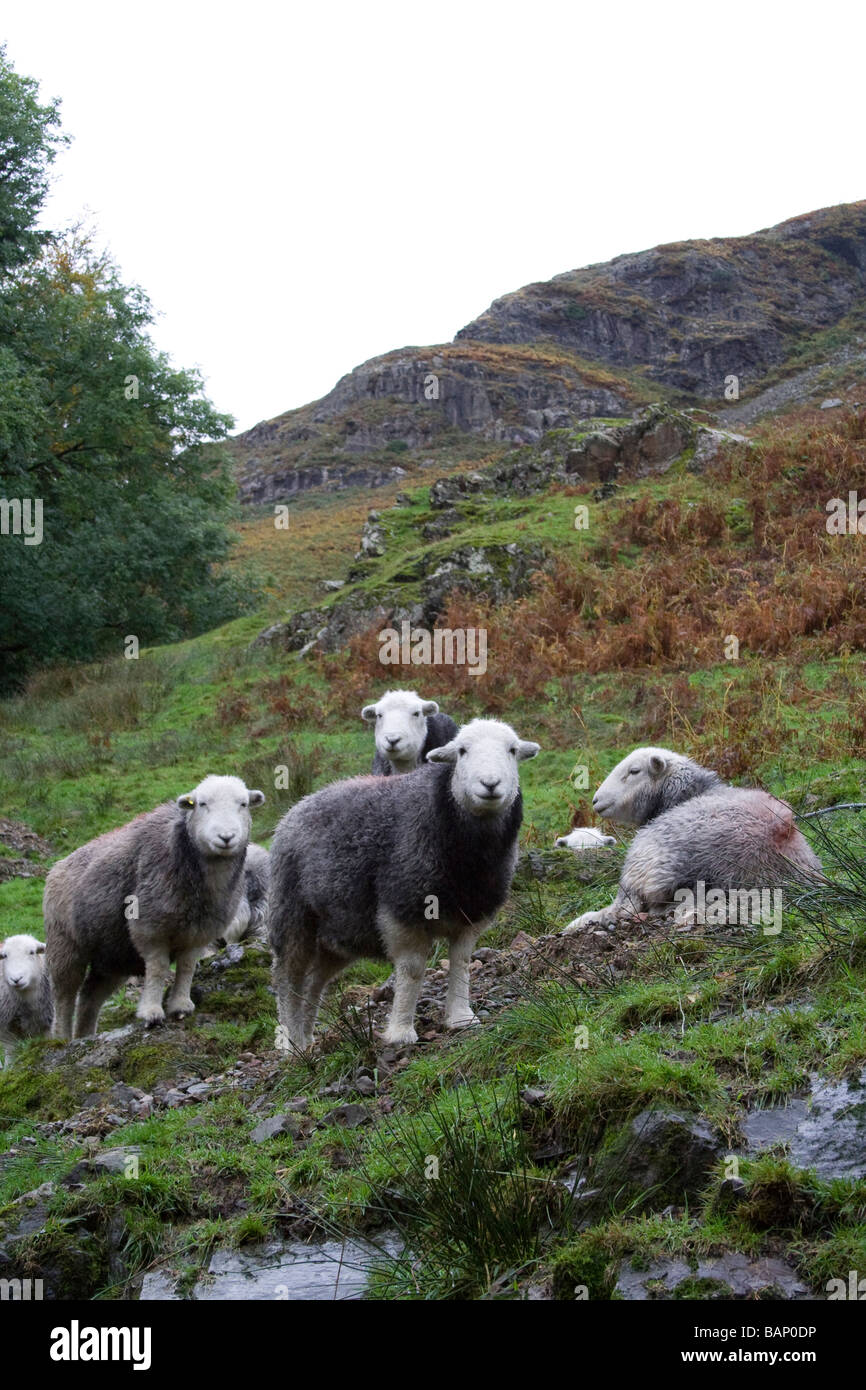 A group of lakeland sheep Stock Photo - Alamy