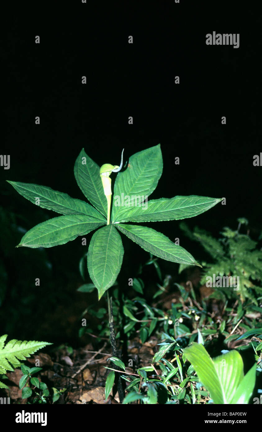 India shot lily hi-res stock photography and images - Alamy