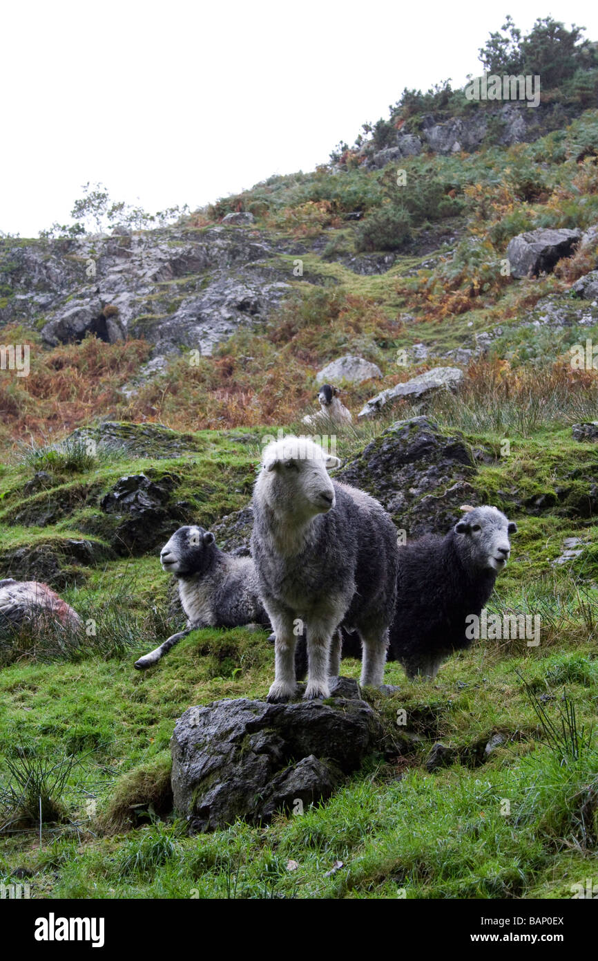 A group of lakeland sheep Stock Photo - Alamy
