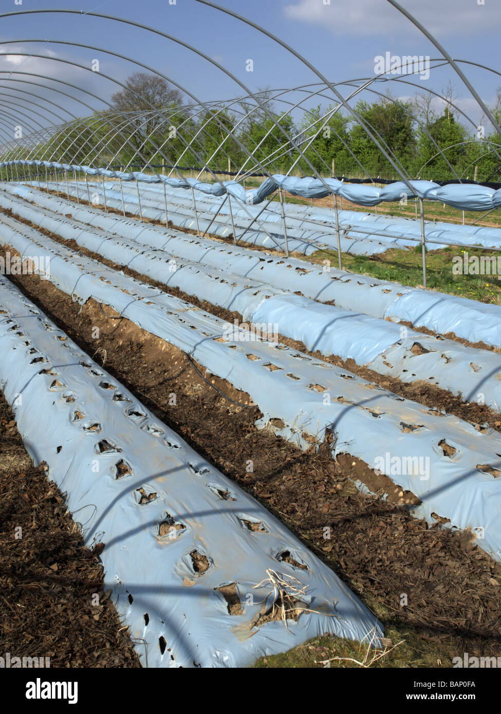 crops growing in open air greenhouses in the countryside Stock Photo ...