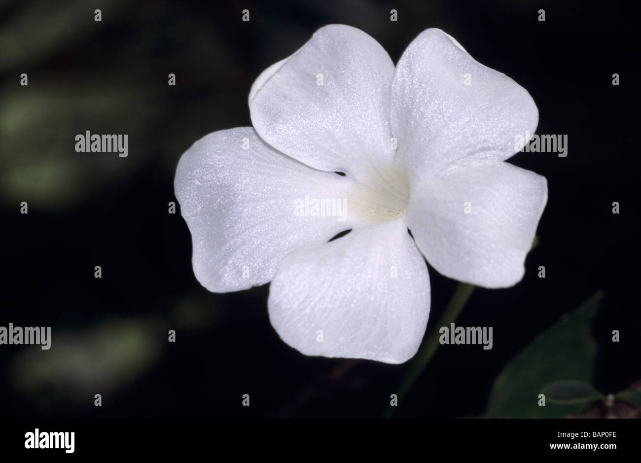 Flower from Bhimashankar WildLife Sanctuary, Maharasthra, India Stock ...