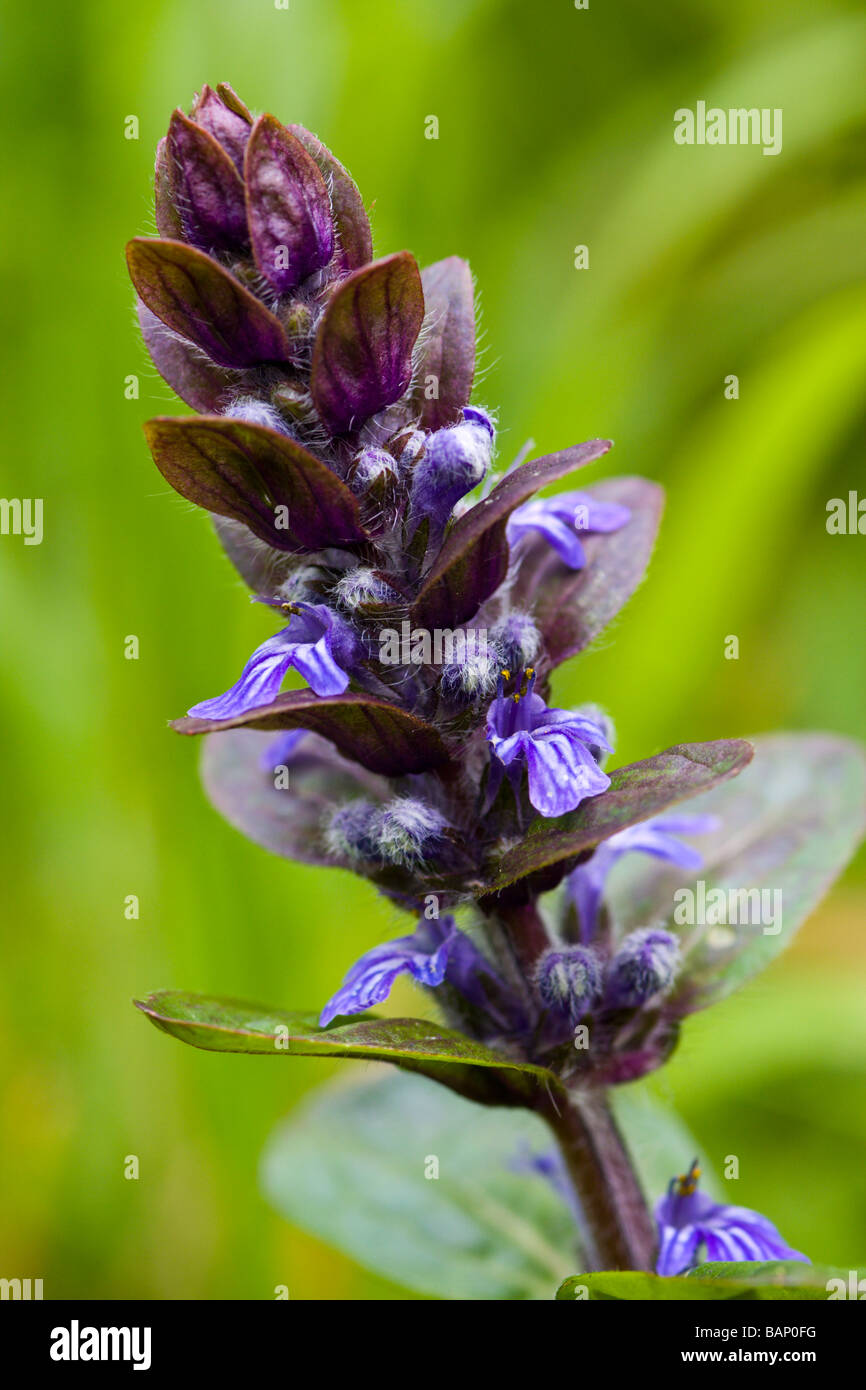 Bugle weed hi-res stock photography and images - Alamy