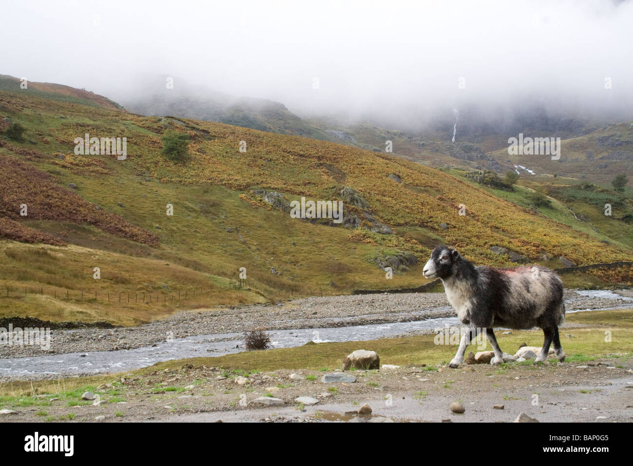 A lakeland sheep Stock Photo - Alamy