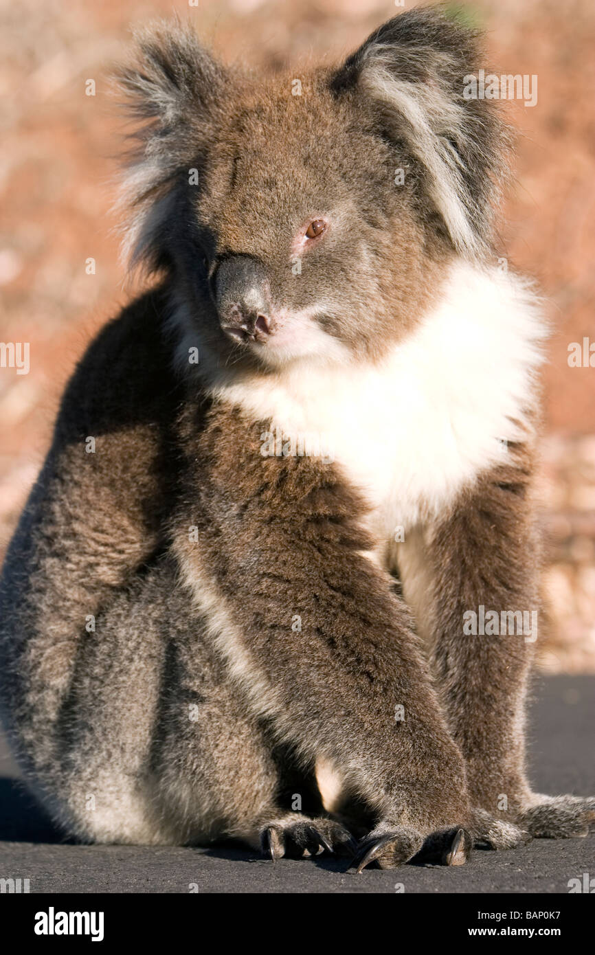 Koala with a joey pouch hi-res stock photography and images - Alamy