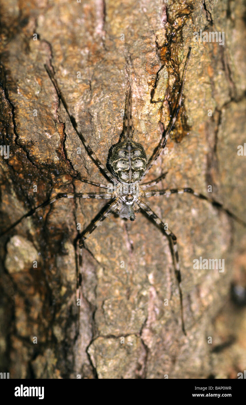 Hersilia spider hi-res stock photography and images - Alamy