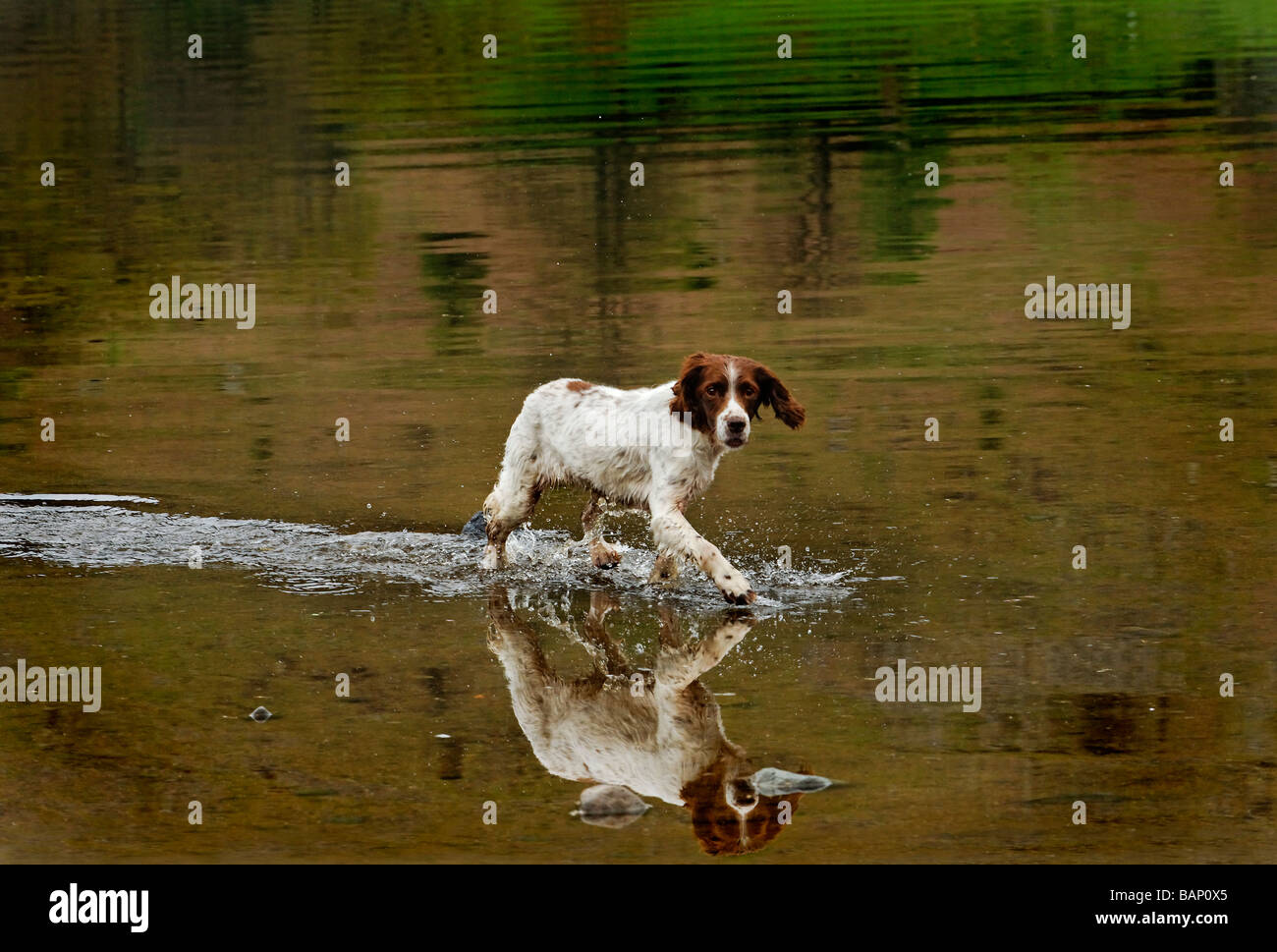 Water spaniel hi-res stock photography and images - Alamy