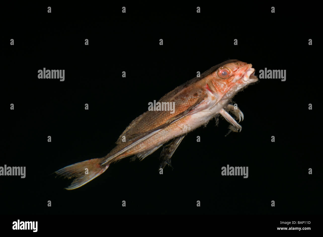 Dead red fish isolated against dark background Stock Photo - Alamy