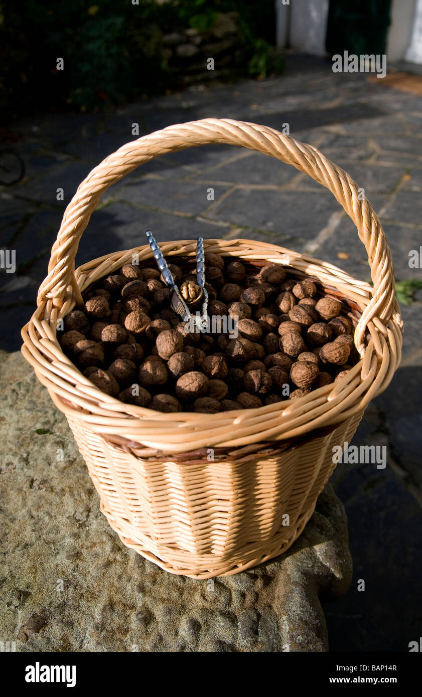 Basket of Walnuts Stock Photo - Alamy