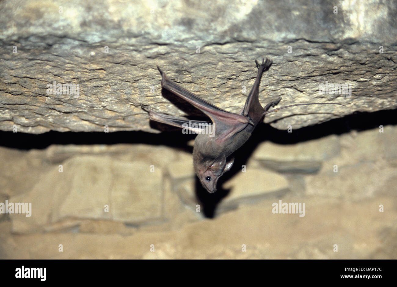 Mouse tailed bat hi-res stock photography and images - Alamy