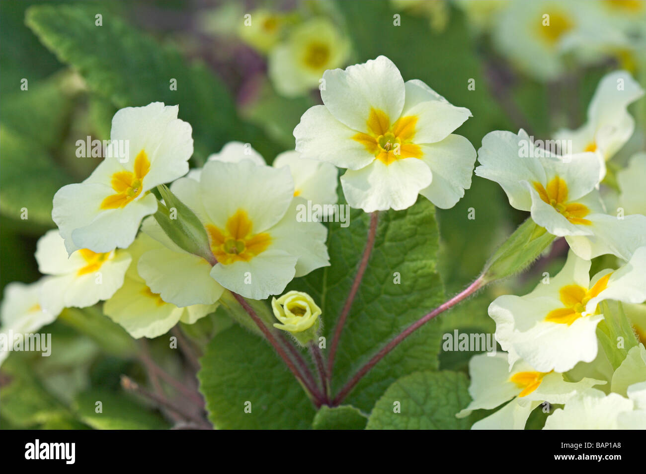 Pale yellow Primroses Stock Photo - Alamy