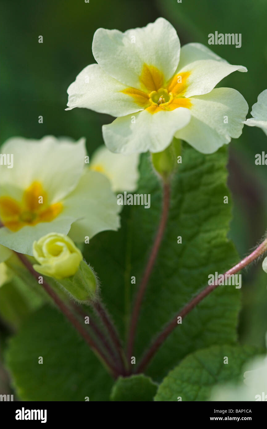 Pale yellow Primroses Stock Photo - Alamy