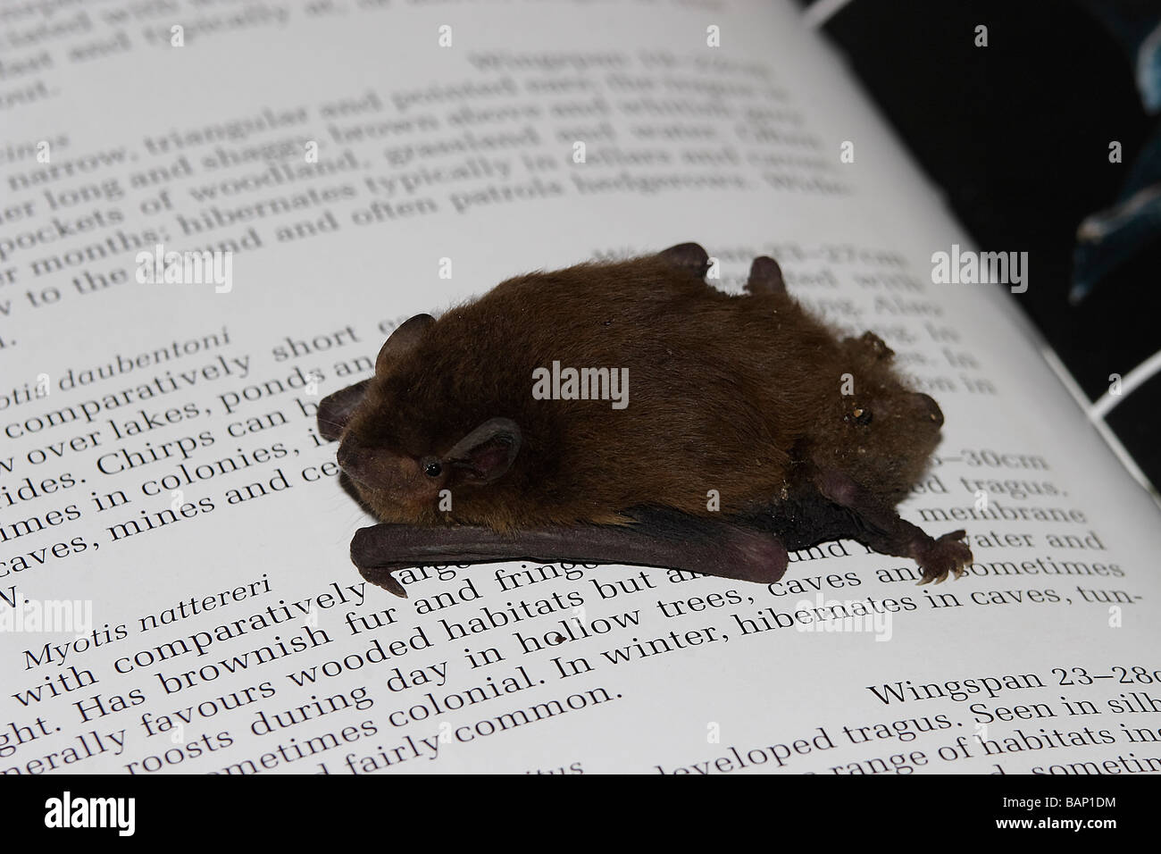 Pipistrelle bats hi-res stock photography and images - Alamy