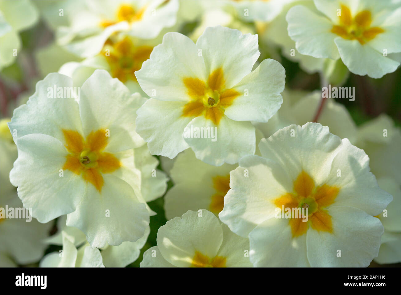 Pale yellow Primroses Stock Photo - Alamy
