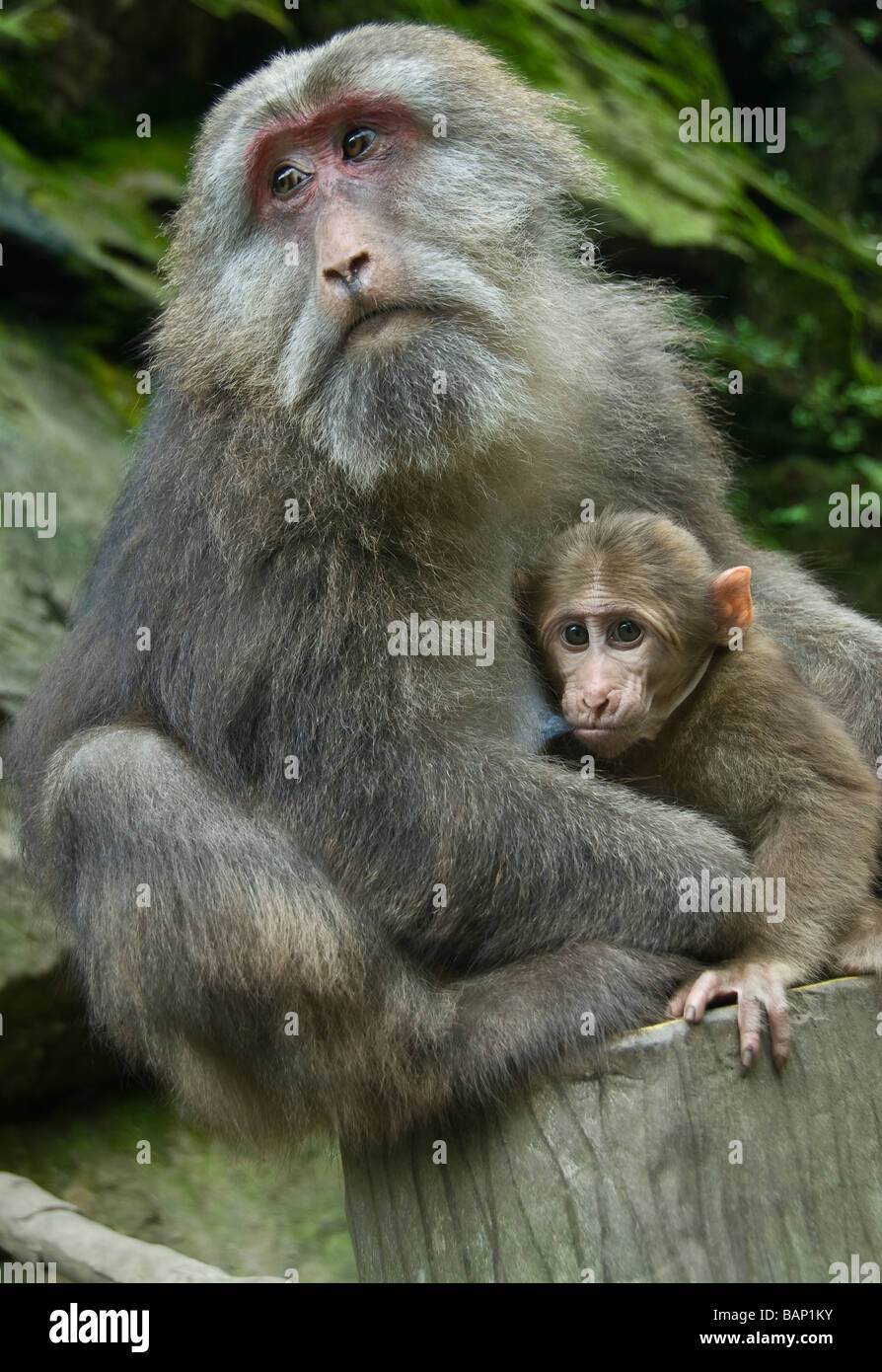Female macaque feeding her baby Mount Emei Shan, Sichuan, China Stock ...