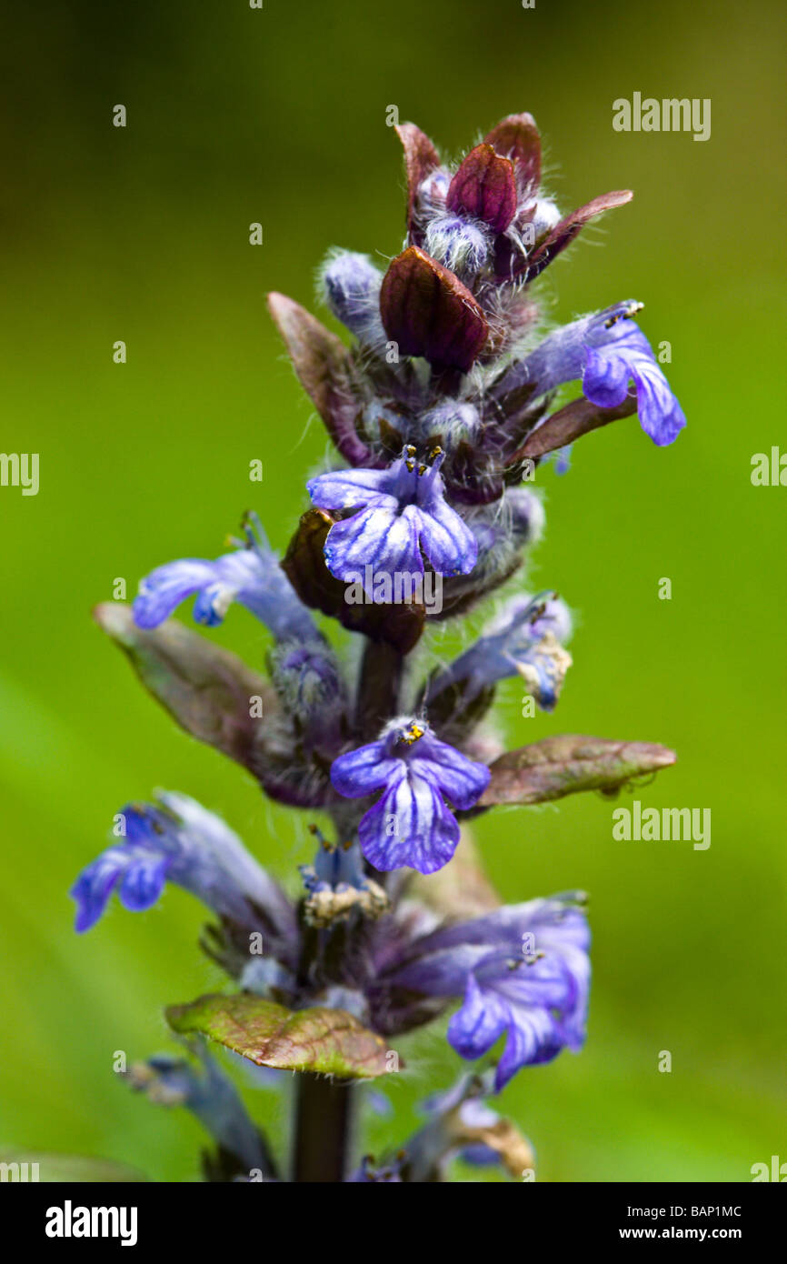 Bugle flowers hi-res stock photography and images - Alamy