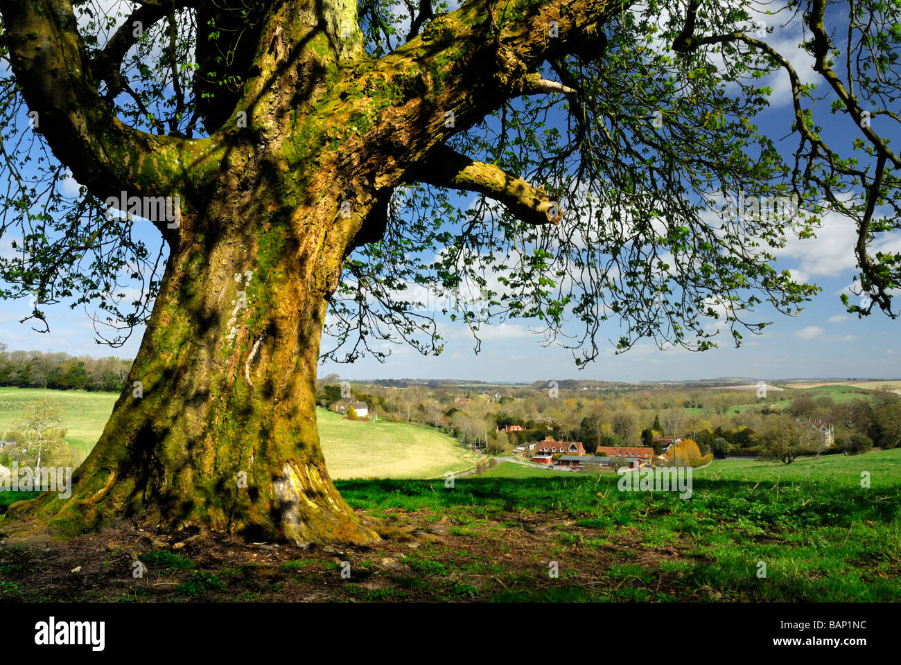 Looking across the Wiltshire countryside towards wilsford Stock Photo ...