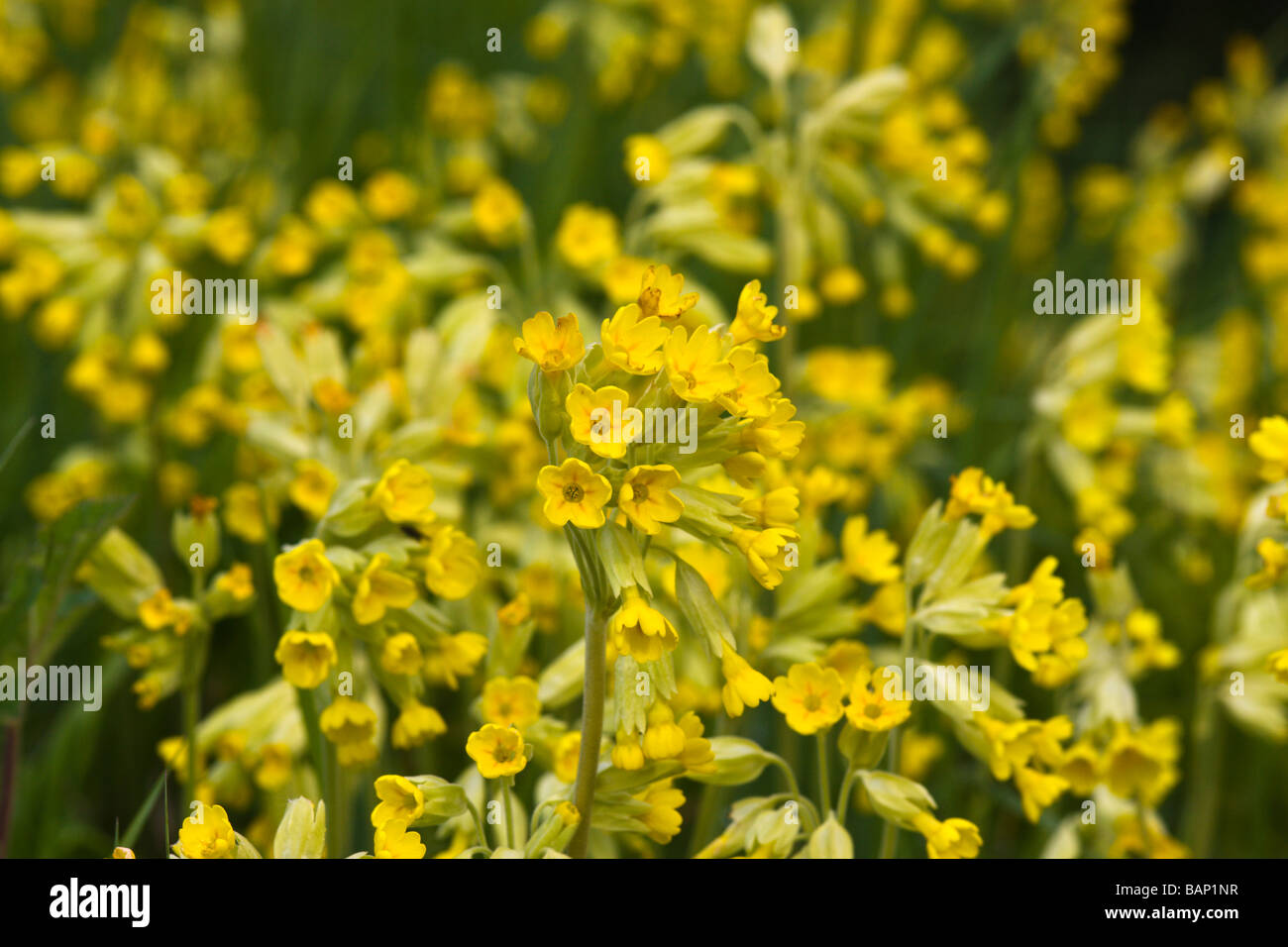 Yellow cowslips hi-res stock photography and images - Alamy
