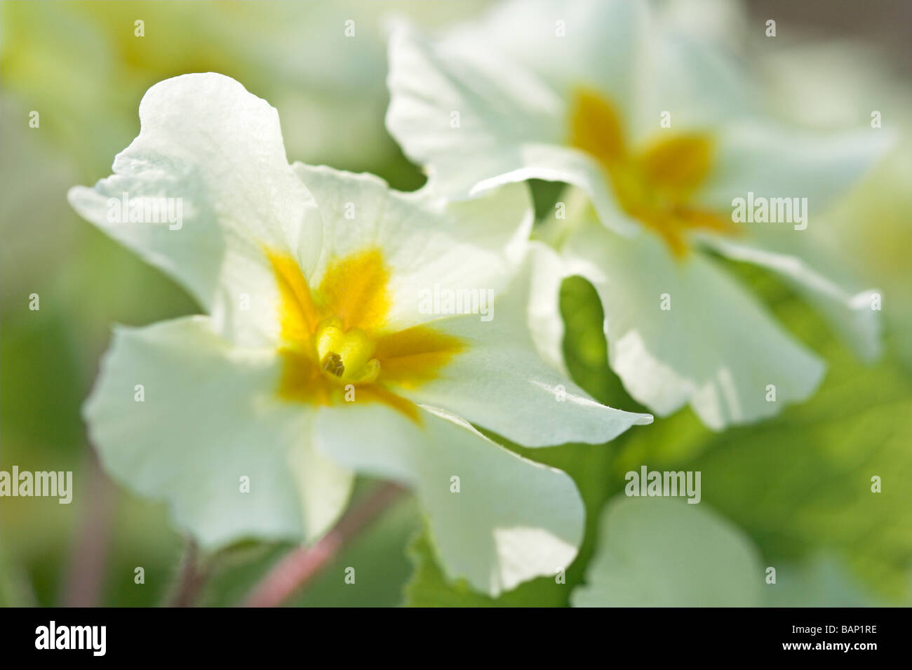 Pale yellow Primroses Stock Photo - Alamy