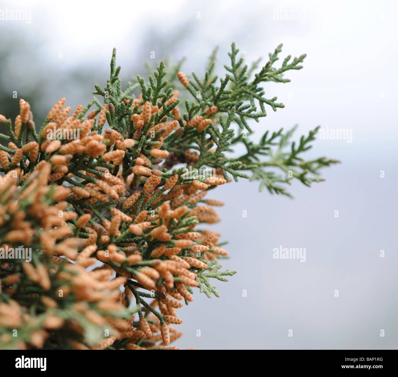 Cypress A sort of evergreen trees and bushes of family Cypress Stock ...