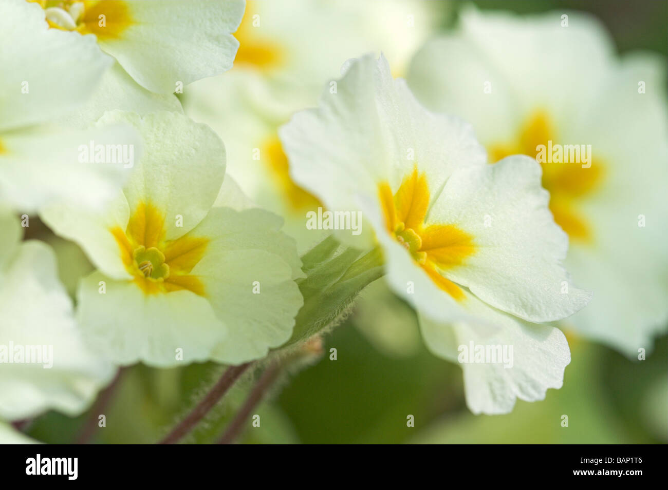 Pale yellow Primroses Stock Photo - Alamy