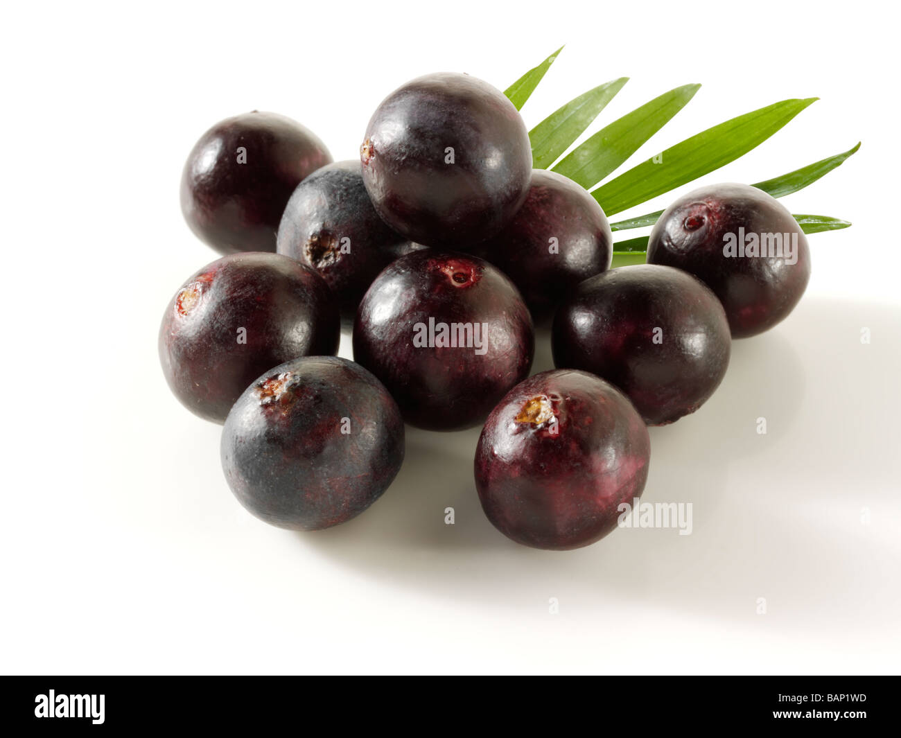 Acai Berry Results