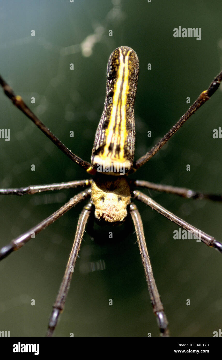 Giant wood spider hi-res stock photography and images - Alamy