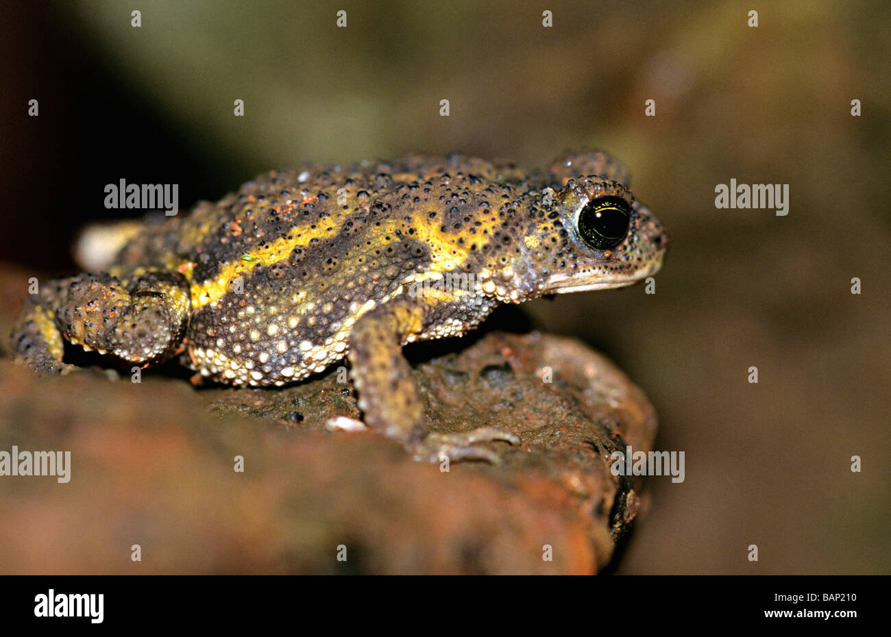 Toad (Bufo Koyanaensis) from Amboli, Maharashtra Stock Photo - Alamy