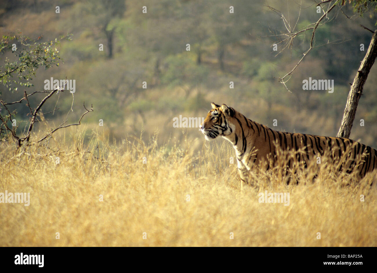 Tiger. Rathambore National park, Rajasthan, INDIA. Panthera tigris ...