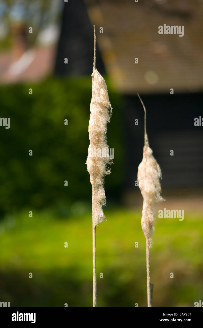 Cotton Wool Effect On The Top Of Last Years Bulrushes Bulrush Rush ...