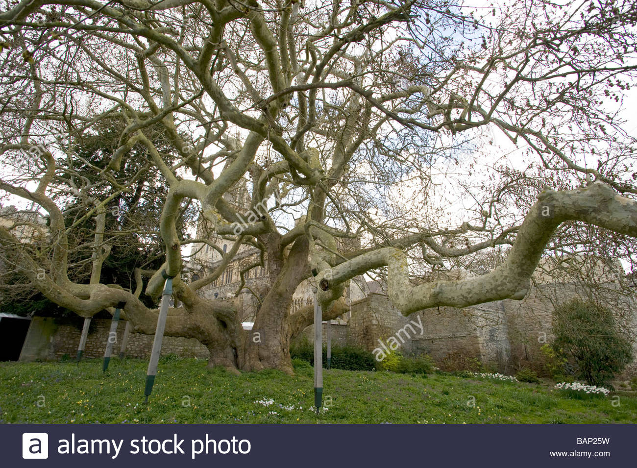 Jabberwocky The Stock Photos & Jabberwocky The Stock Images - Alamy