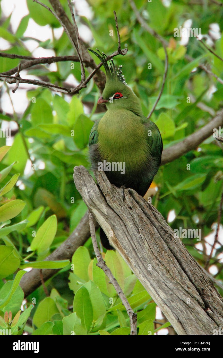 A beautiful Schalow s Turaco perched in tree in Serengeti National Park ...