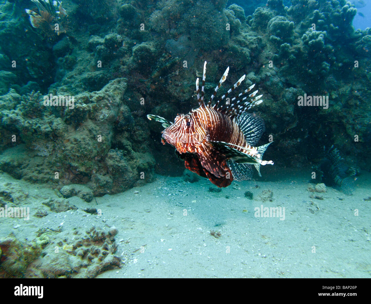 Red Sea Lion Fish High Resolution Stock Photography and Images - Alamy