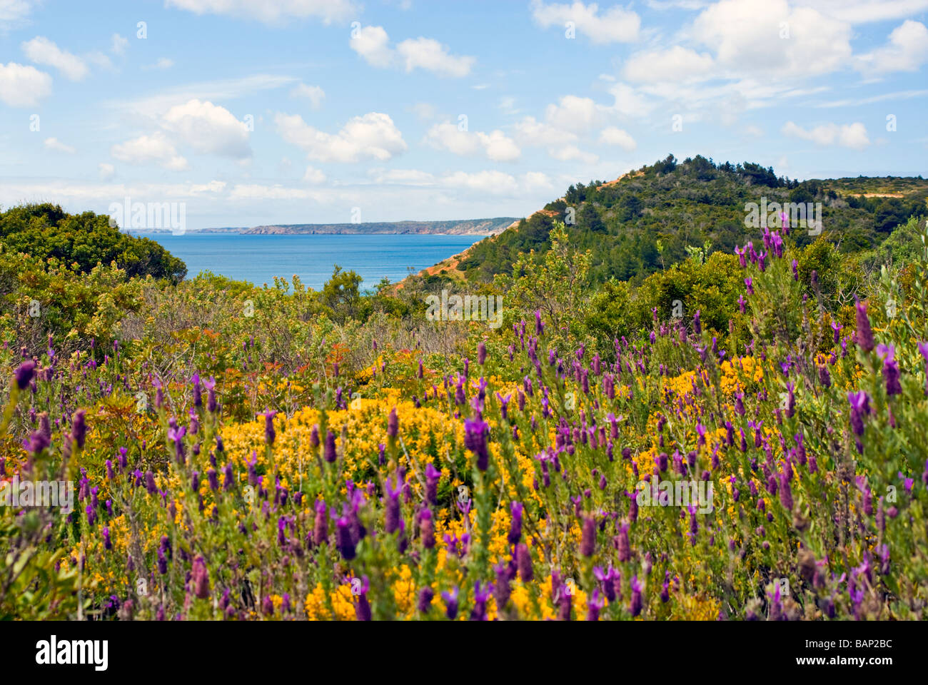 Clifftop flowers hi-res stock photography and images - Alamy