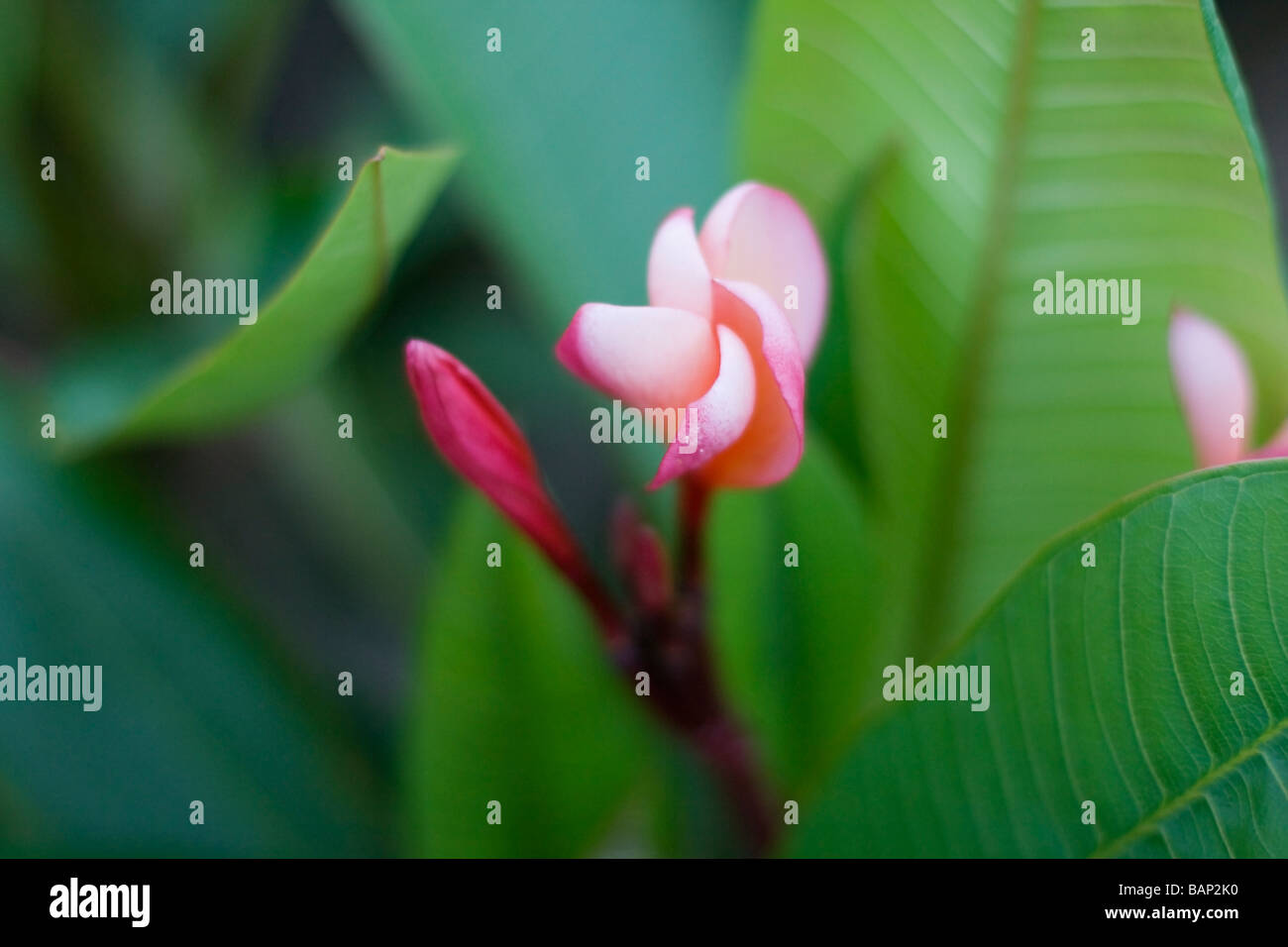 Stages of blooming hi-res stock photography and images - Alamy