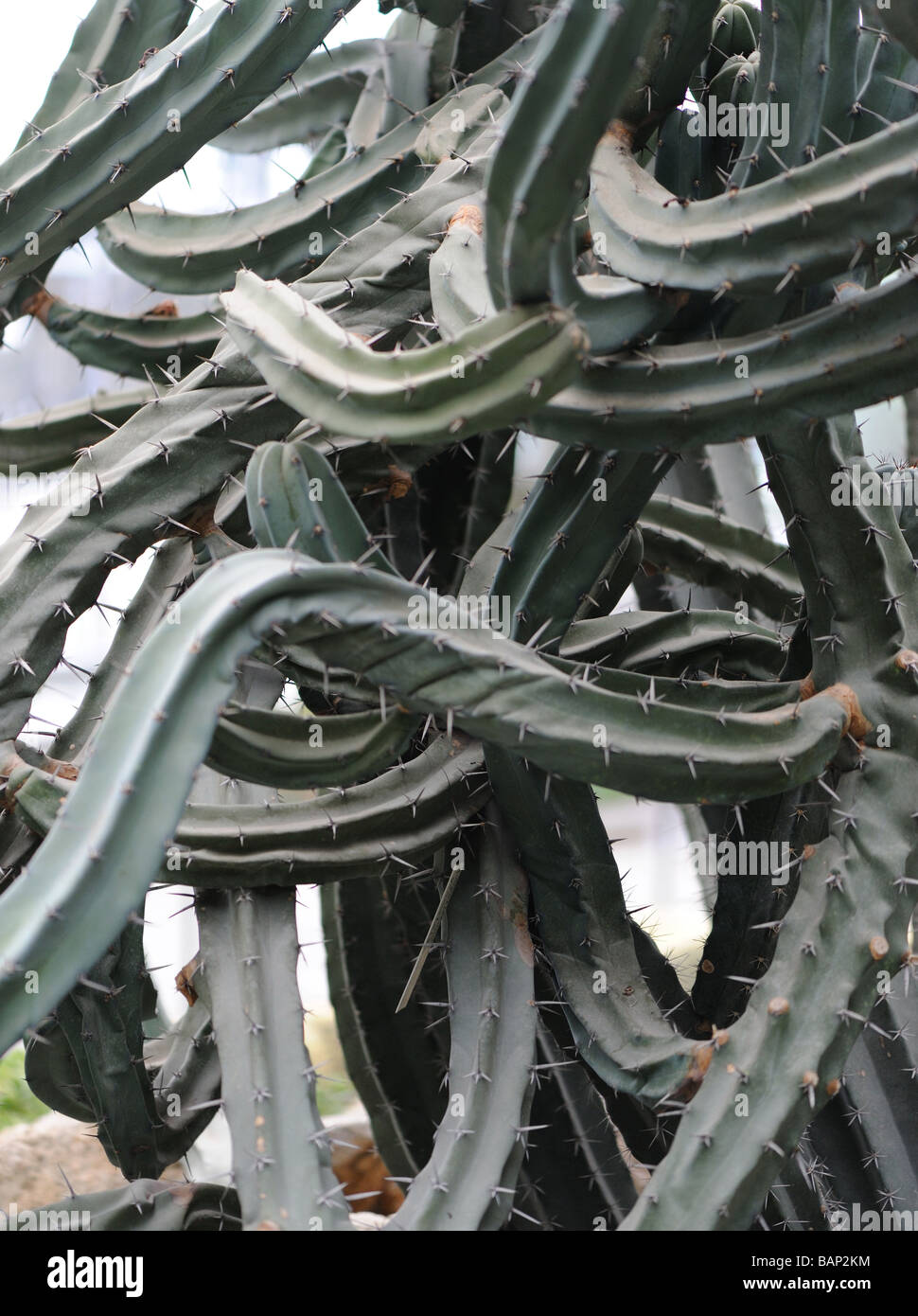 fantastical cactus Type of spiny succulent plant Stock Photo - Alamy