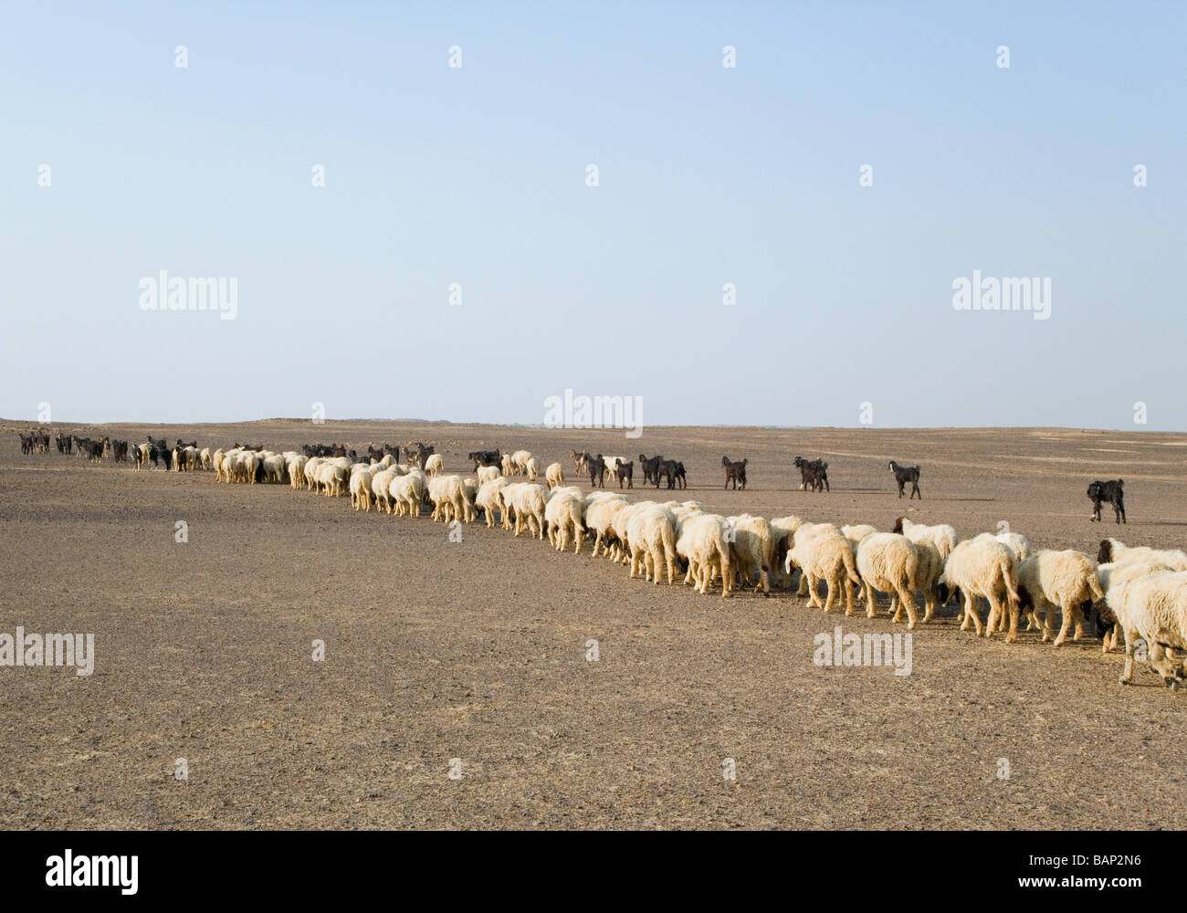 Flock of sheep walking in a row, Jaisalmer, Rajasthan, India Stock ...