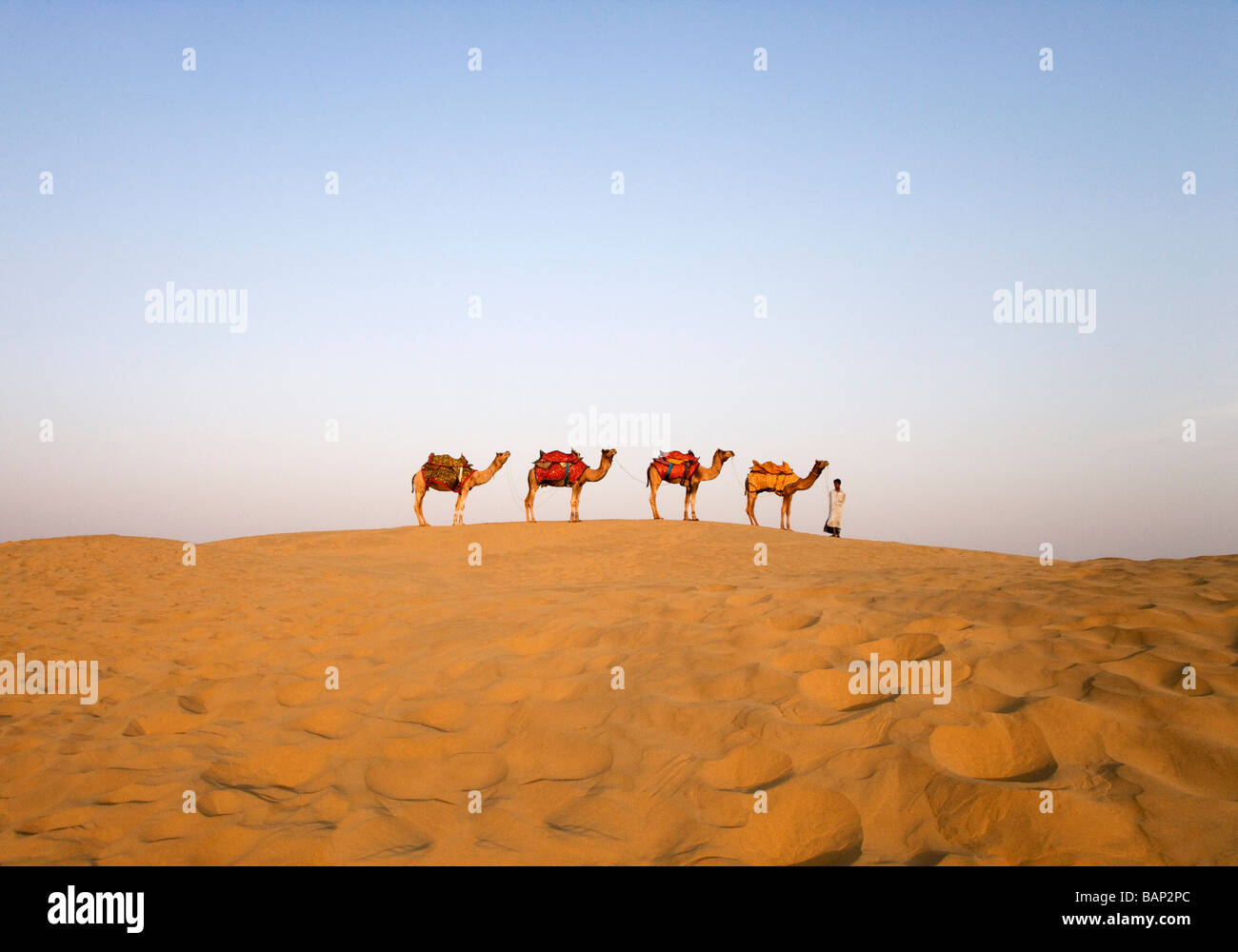 Four camels standing in a row with a man, Jaisalmer, Rajasthan, India ...