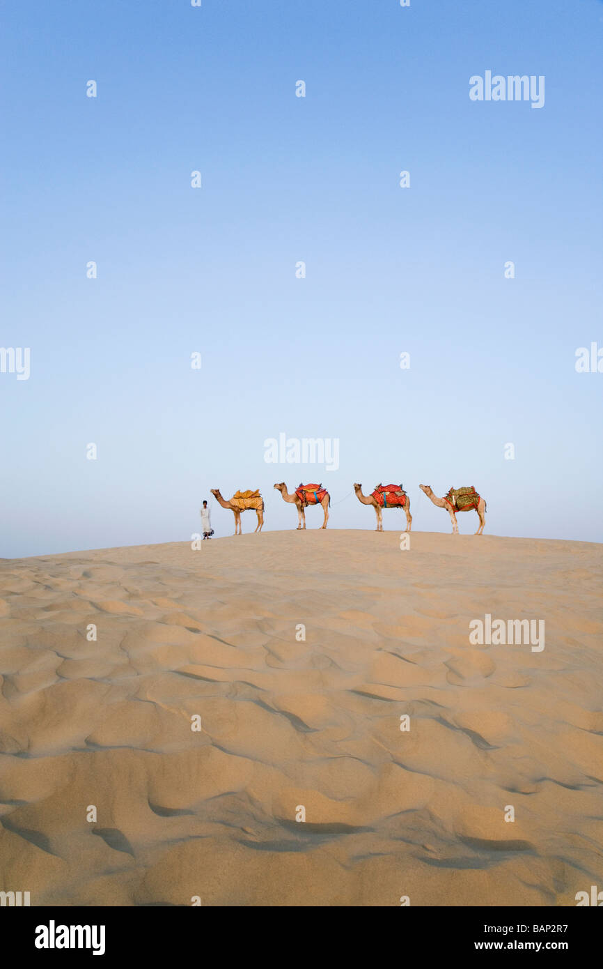 Four camels standing in a row with a man, Jaisalmer, Rajasthan, India ...