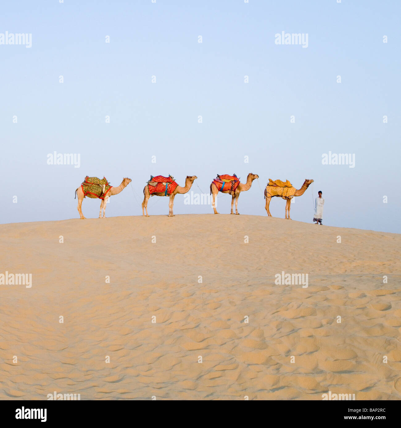 Four camels standing in a row with a man, Jaisalmer, Rajasthan, India ...