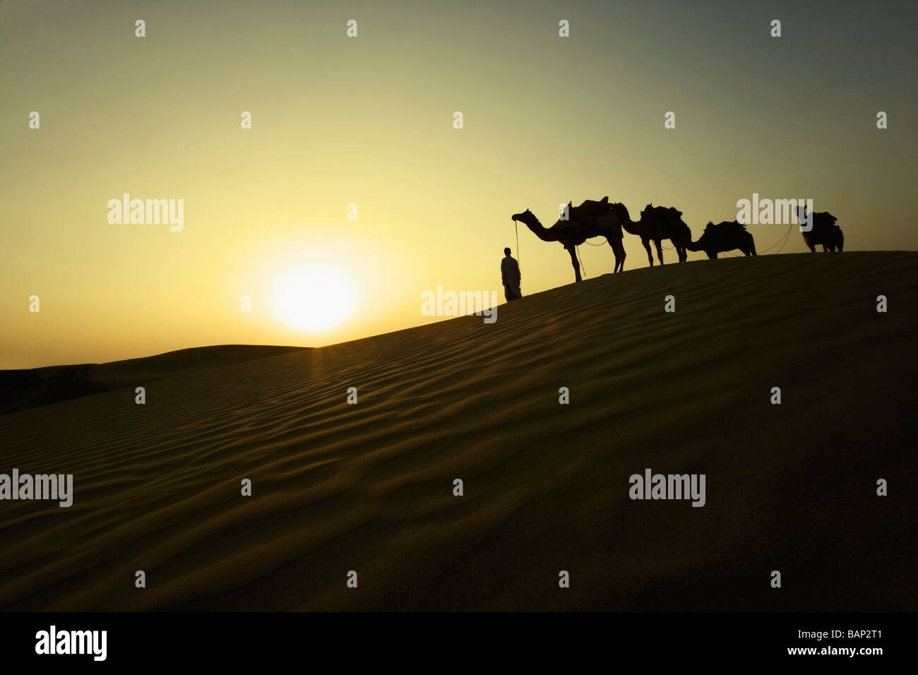 Four camels standing in a row with a man, Jaisalmer, Rajasthan, India ...
