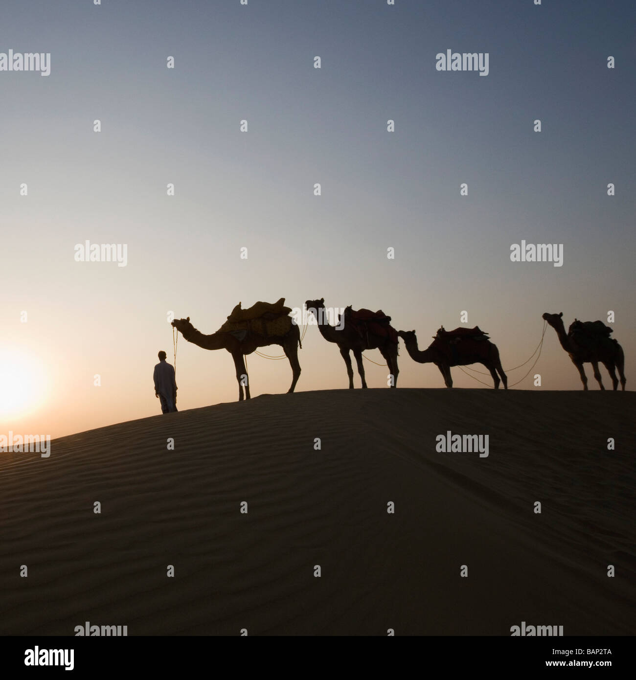 Four camels standing in a row with a man, Jaisalmer, Rajasthan, India ...