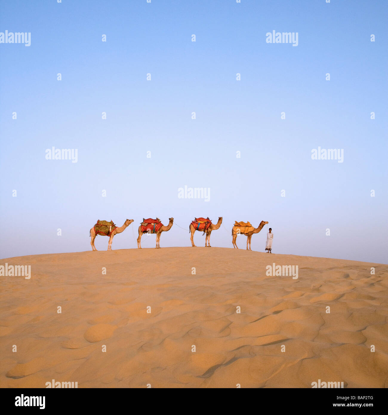 Four camels standing in a row with a man, Jaisalmer, Rajasthan, India ...