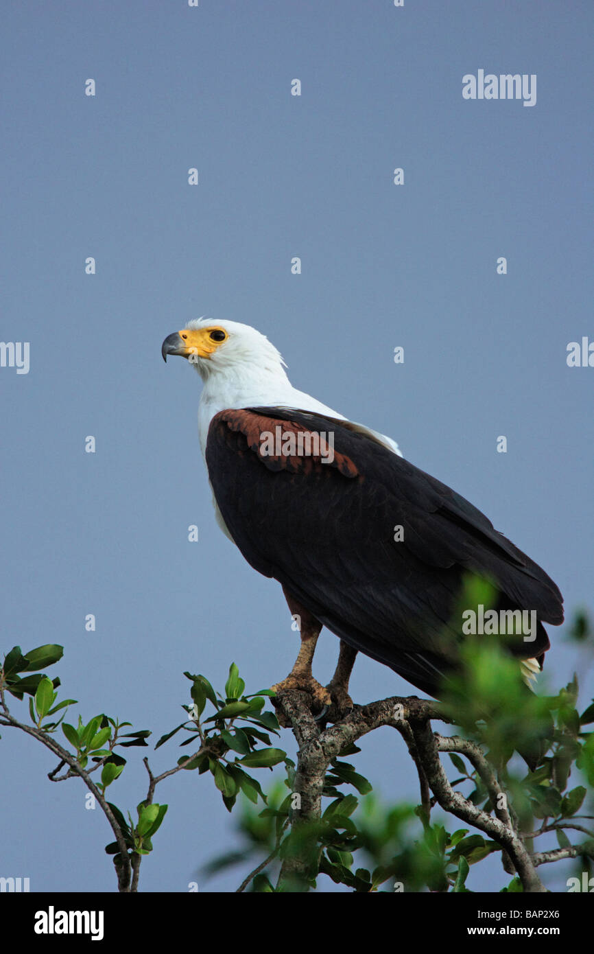 African Fish Eagle perched high on a branch surveying the vast open ...