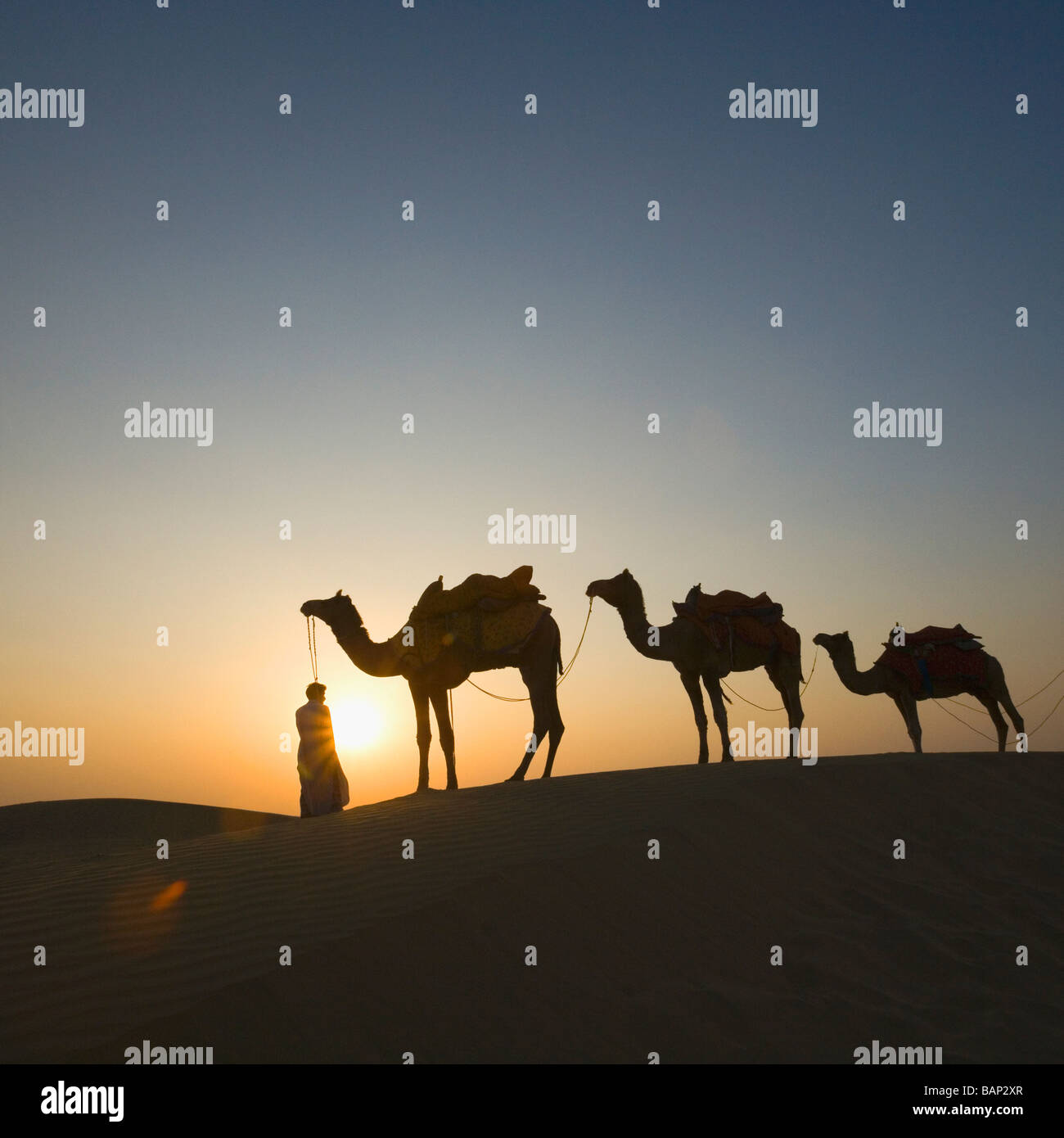 Three camels standing in a row with a man, Jaisalmer, Rajasthan, India ...