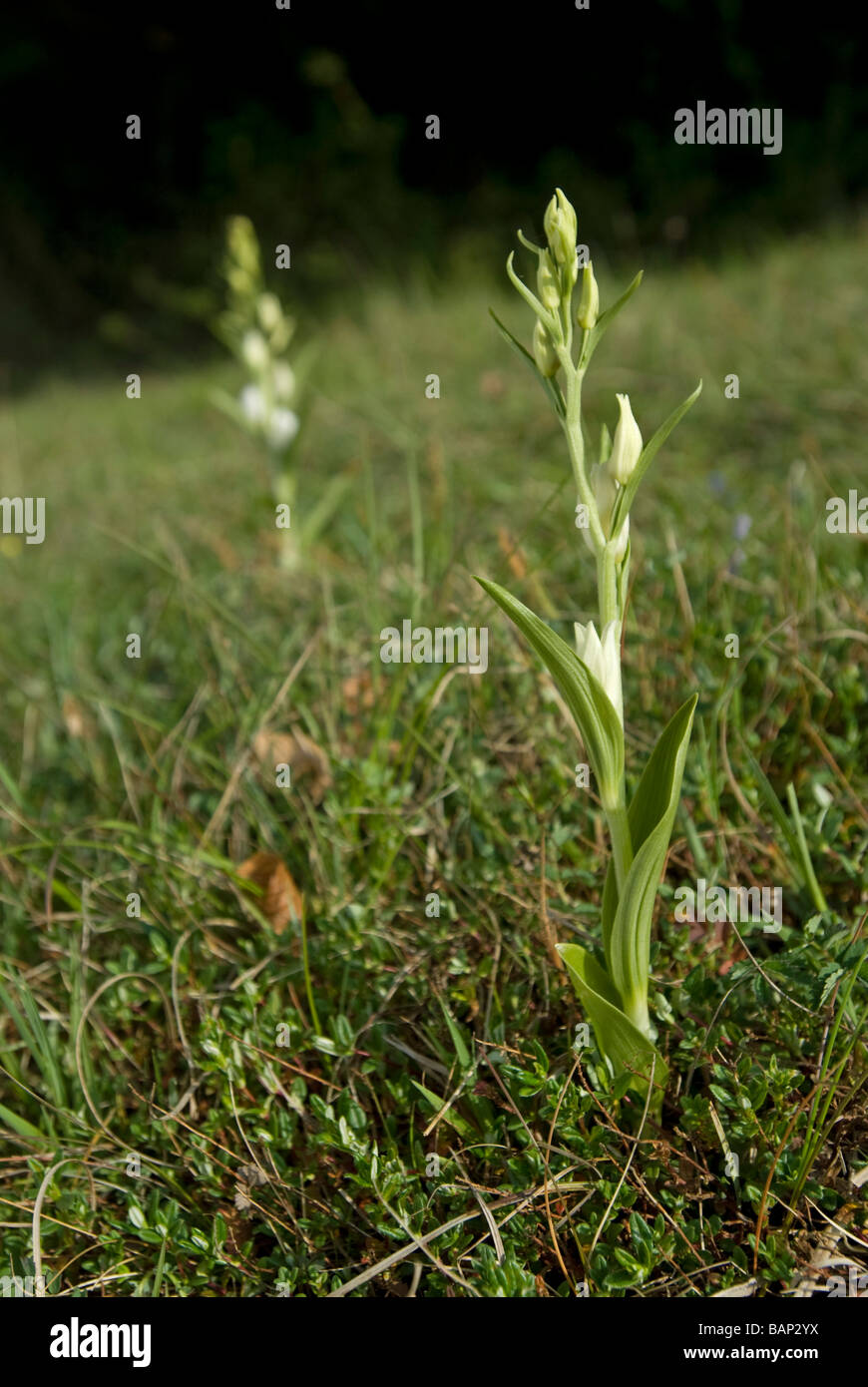 CEPHALANTHERA DAMASONIUM; WHITE HELLEBORINE ORCHID Stock Photo - Alamy