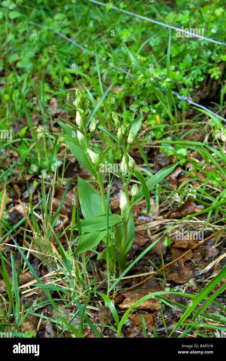 CEPHALANTHERA DAMASONIUM; WHITE HELLEBORINE ORCHID Stock Photo - Alamy