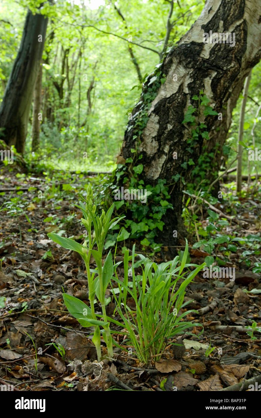 CEPHALANTHERA DAMASONIUM; WHITE HELLEBORINE ORCHID IN WOODLAND Stock ...