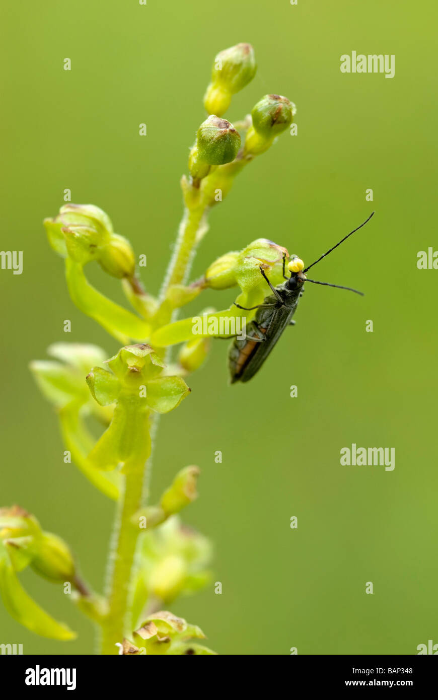 INSECT WITH POLLINIUM FROM ORCHID FLOWER ATTACHED TO IT S HEAD Stock ...