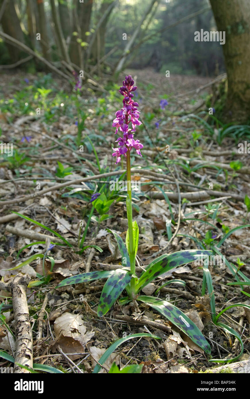 Orchids of the open forest hi-res stock photography and images - Alamy