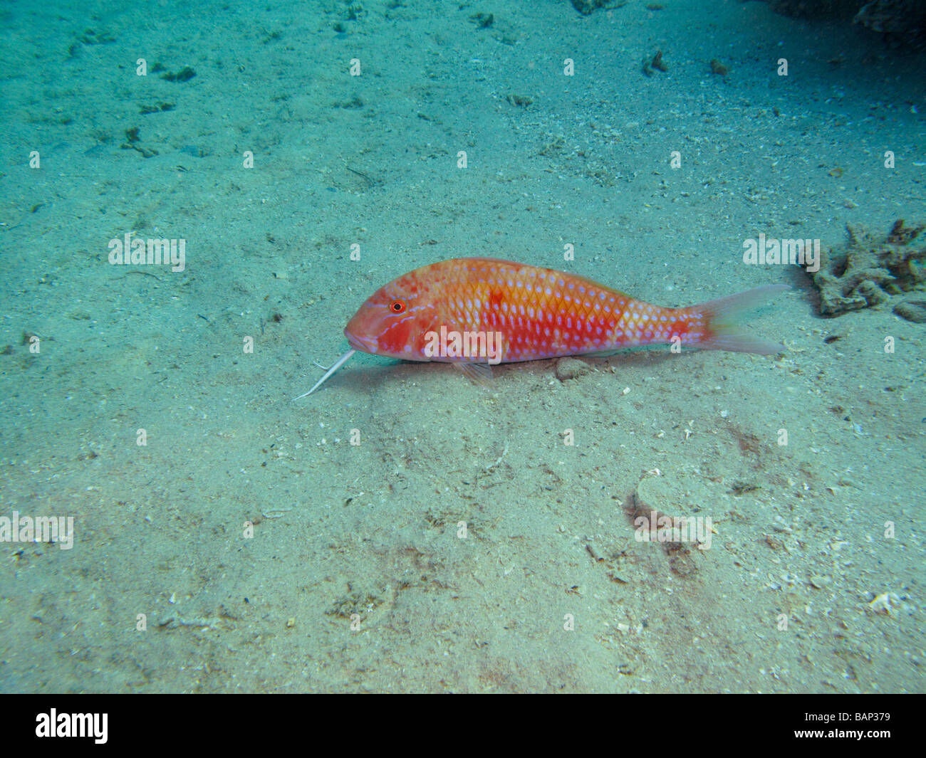 Red sea Goat fish Belongs to the family Mullidate Stock Photo - Alamy